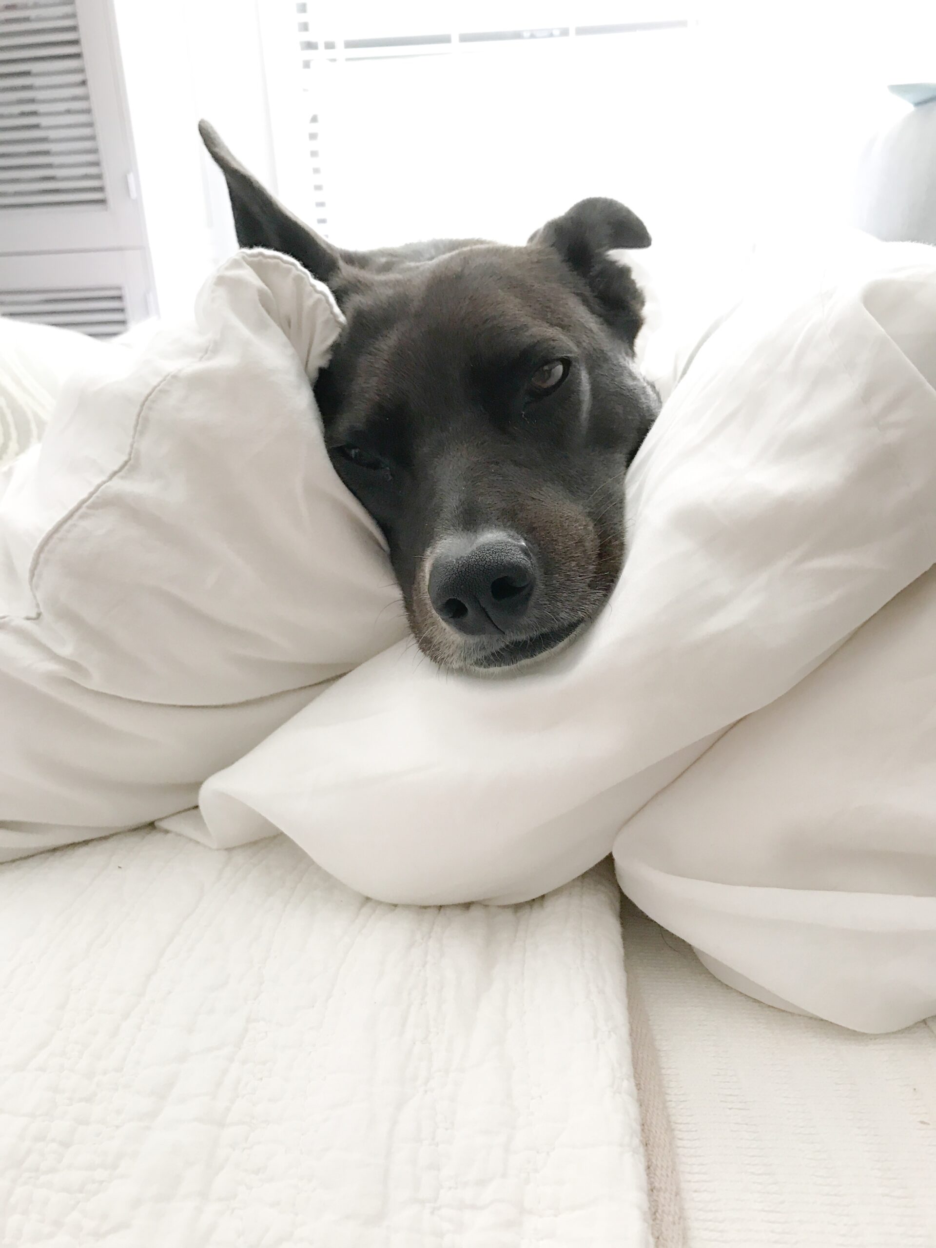 Piper - Animal Memorial Service | Pet Cremation